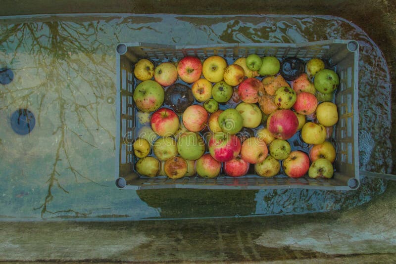 Processing of Apples for Juice Production. Stock Photo - Image of ...