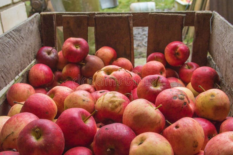 Processing of Apples for Juice Production. Stock Photo - Image of ...
