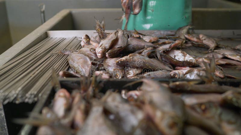 Processing of Cod in Fisheries. Fish in a Basket on a Cutting Table ...