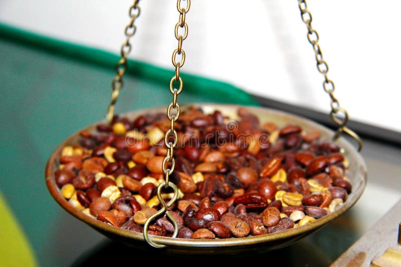 Processing Coffee Beans. Coffee Production Concept Stock Image - Image ...