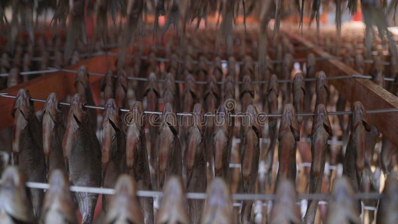 Processing Dried Fish at a Fish Factory. Fish Drying. Fish Seafood ...
