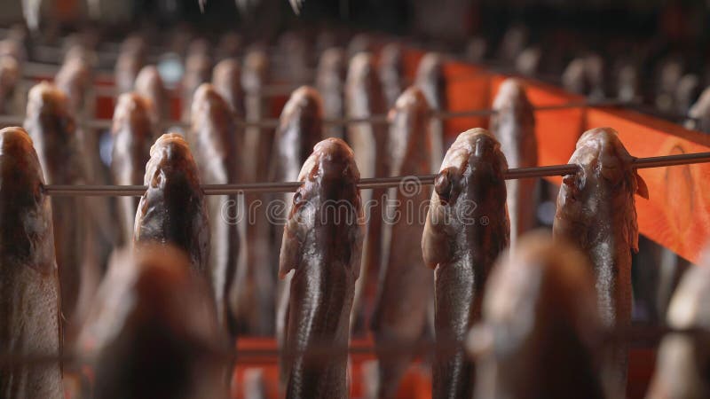Processing Dried Fish at a Fish Factory. Fish Drying. Fish Seafood ...