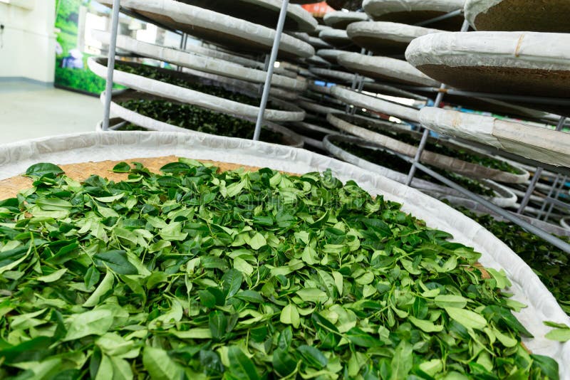 Processing of Fermentation for Tea Stock Photo - Image of procedure ...