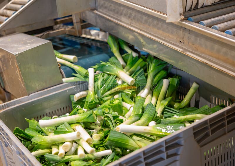 Processing of Fresh Leek on Conveyor in Factory Stock Image - Image of ...
