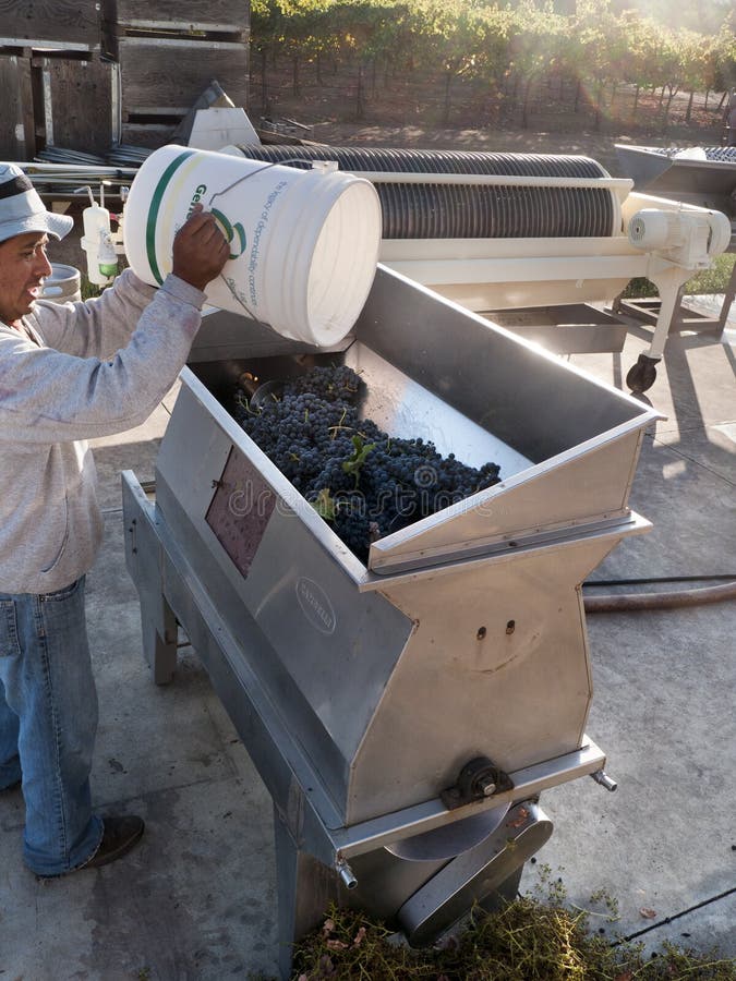Processing the Grapes in Collioure Editorial Image - Image of wine ...