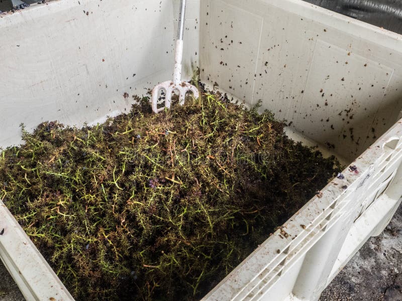 Processing Grapes into Wine Stock Image - Image of winery, agriculture ...
