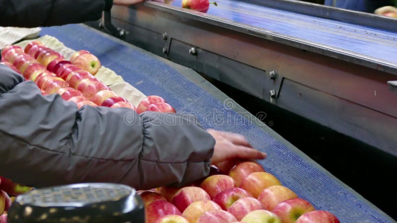 Classification and Packaging of Fresh Apples Stock Footage - Video of ...