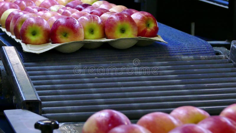 Freshly Picked Apples Ready for the Market Stock Video - Video of ...