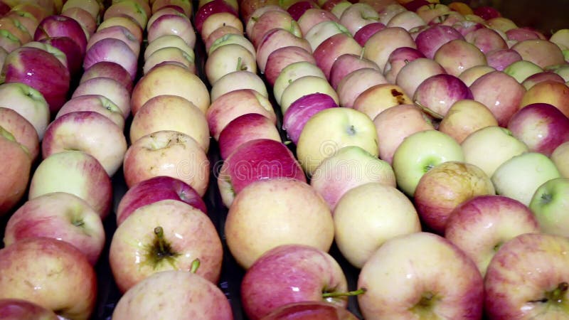 Apples on the Quality Control Line Stock Footage - Video of automated ...