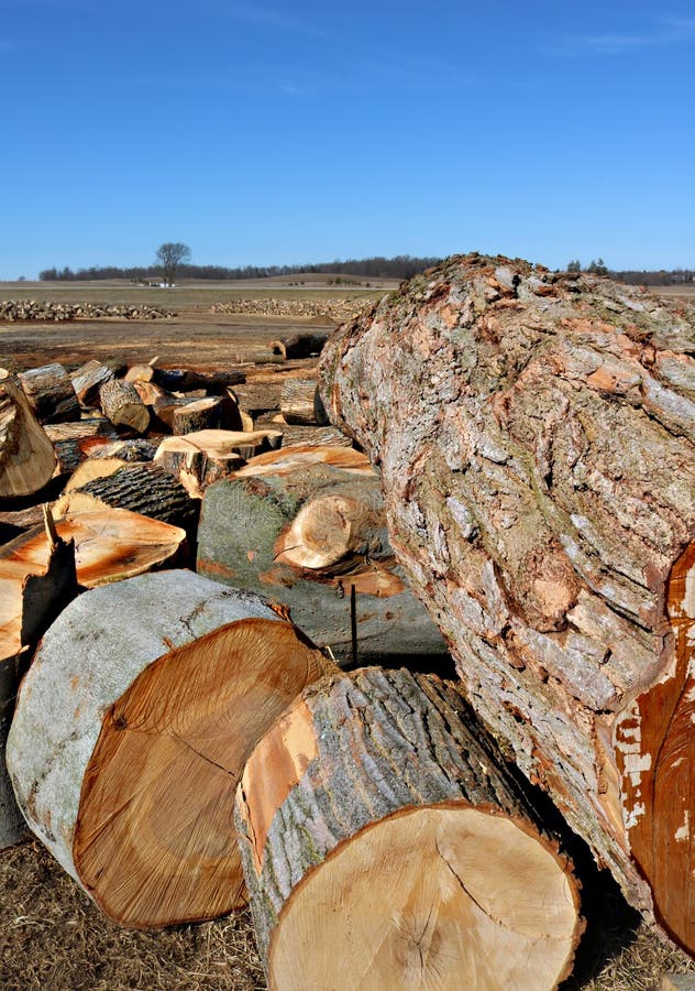 Processing Logs into Blocks To Dry for Burning Stock Image - Image of ...