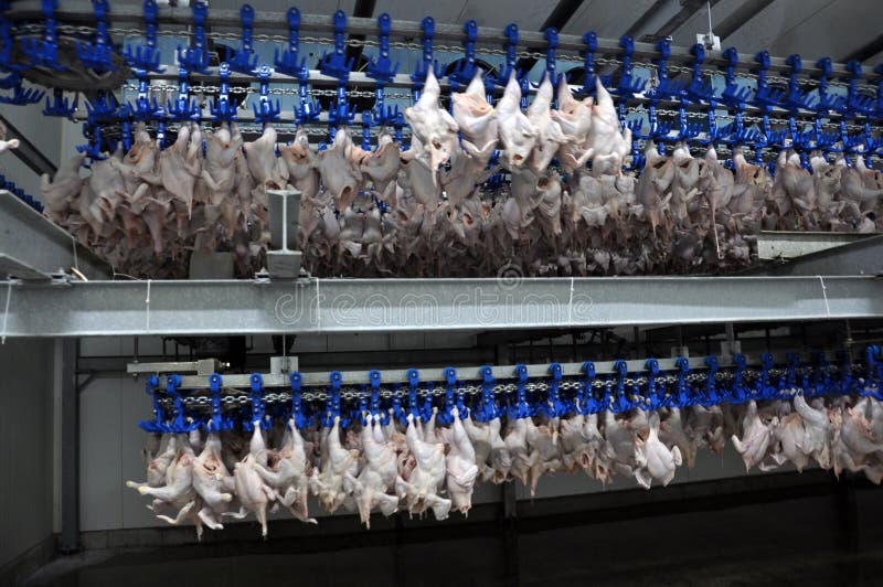 In the Shop for the Processing of Poultry Carcasses Stock Photo - Image ...