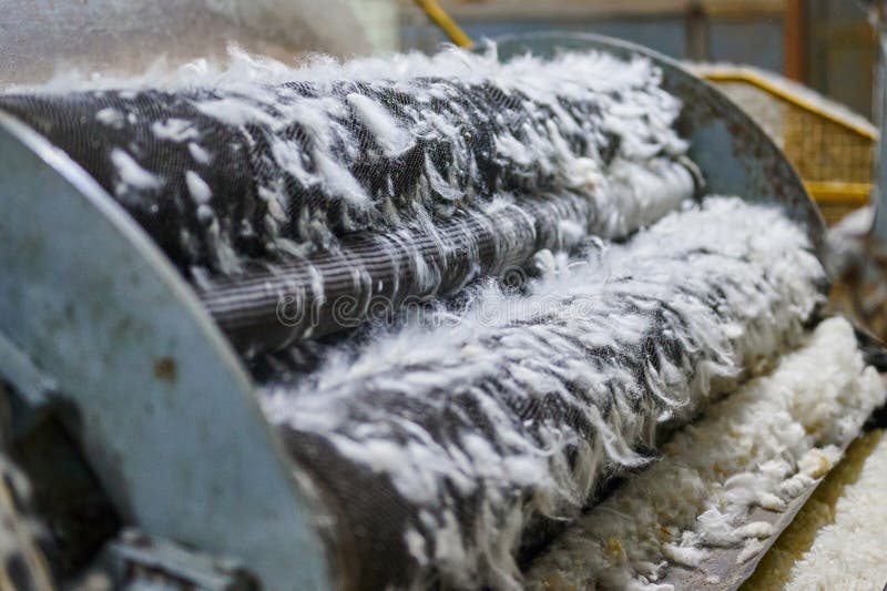 Processing Raw Sheep Wool into Fluffy Strands for High-quality Felt ...