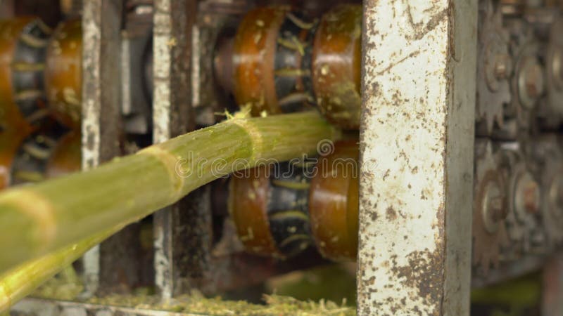 Processing of a Raw Sugar Cane. Sugar Production. Stock Footage - Video ...