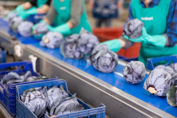 Processing of Red Cabbage on Conveyor in Vegetable Factory Stock Image ...
