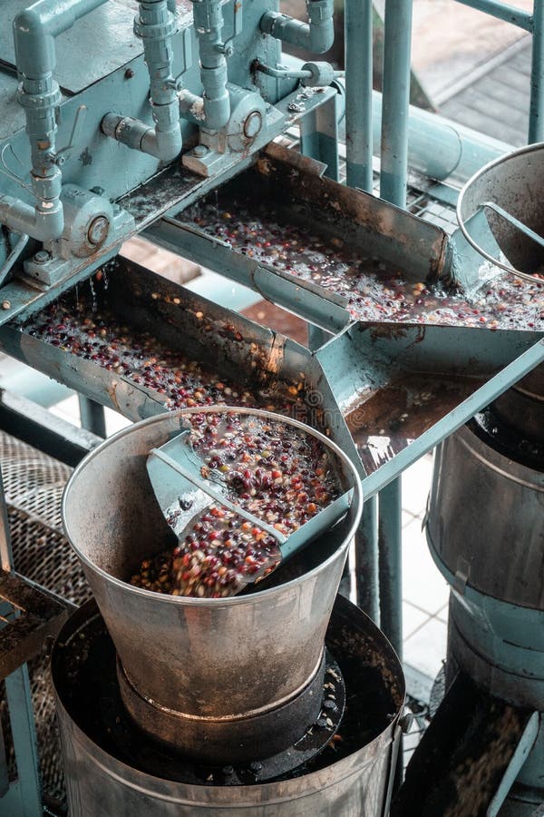 Processing of Red Coffee Cherries, a Closeup Shot Stock Image - Image ...