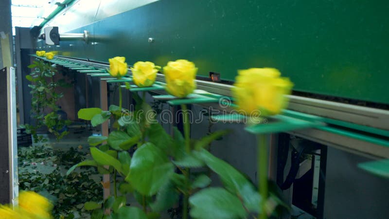 Processing of Roses at Flower Factory. Stock Footage - Video of green ...