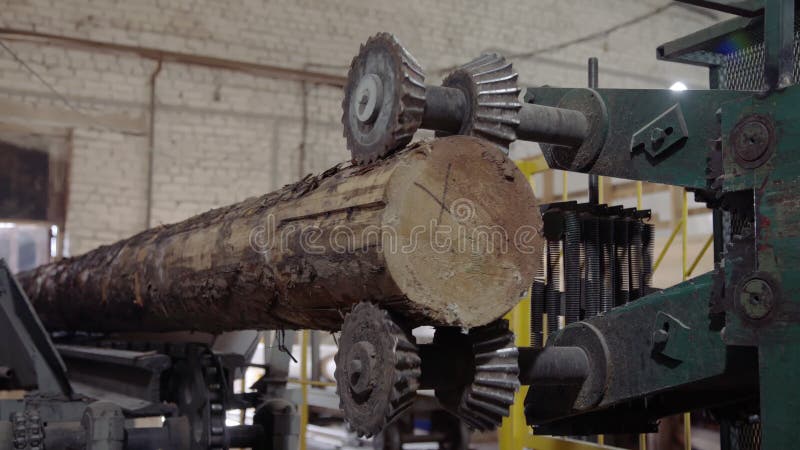 Processing of Round Timber Logs for Building Wooden House. Removing ...