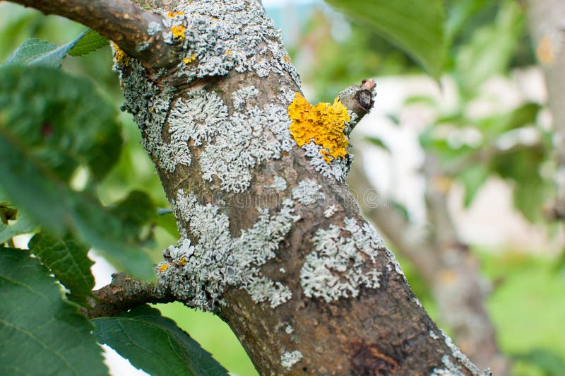 Sick Tree with Mushrooms on the Trunk Stock Photo - Image of park, bark ...