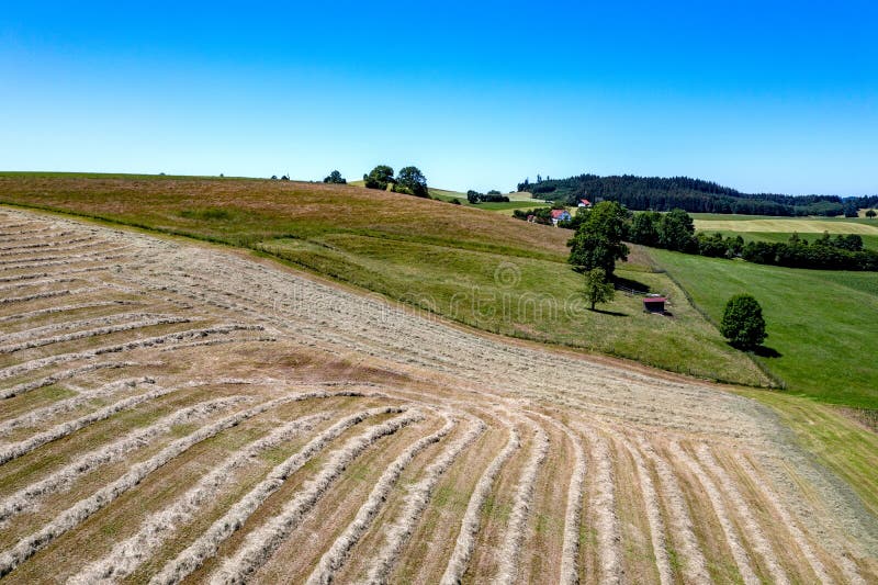 Processing Silage in the Field. Preparation of Food for Animals Stock ...