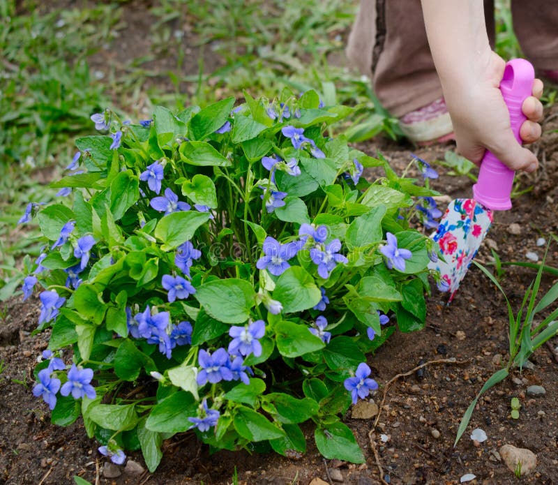 Processing Soil Violet Bush Stock Photos - Free & Royalty-Free Stock ...