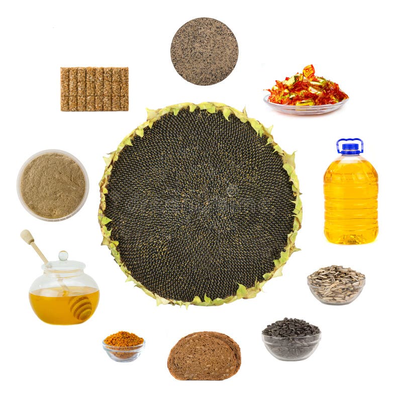 Processing of a sunflower stock image. Image of nature - 99288715