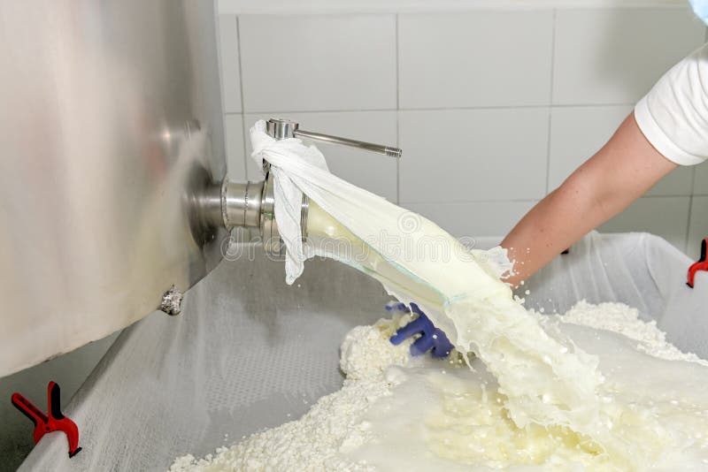 On the Processing Table, the Whey is Separated from the Curd Stock ...