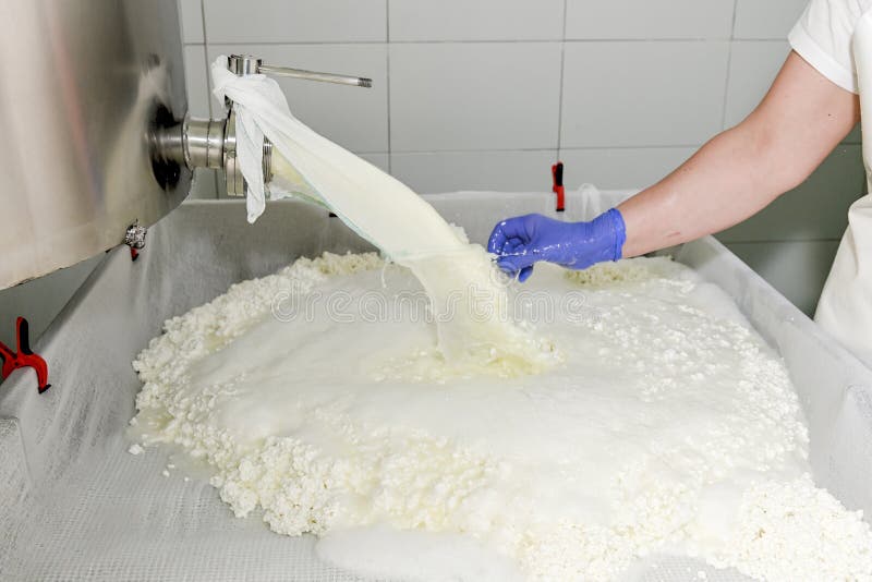 On the Processing Table, the Whey is Separated from the Curd Stock ...
