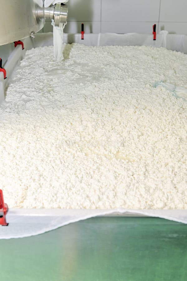 On the Processing Table, the Whey is Separated from the Curd Stock ...