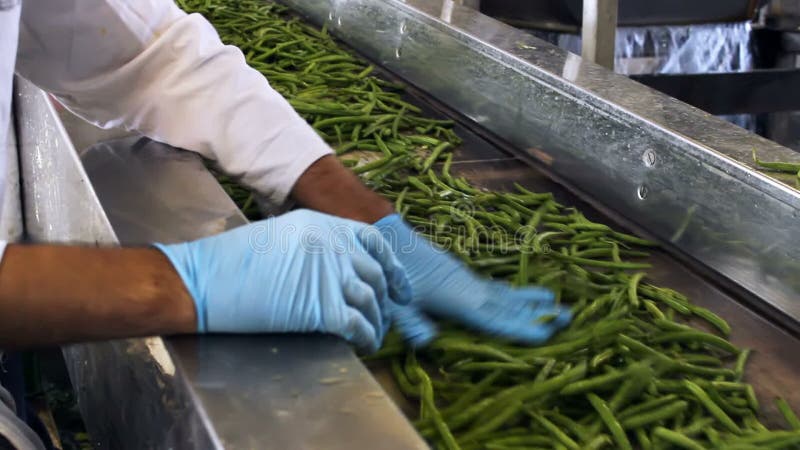 Green beans stock video footage. Video of bean, industrial - 37800476