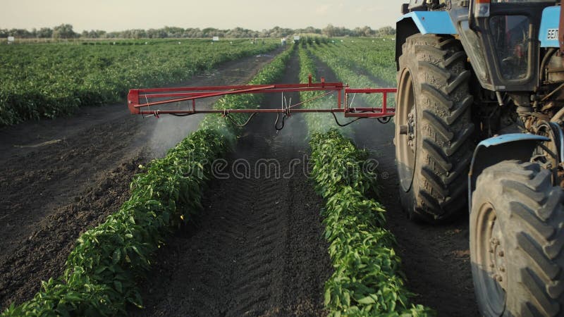 Processing of Vegetables in the Field with Fertilizers Stock Footage ...