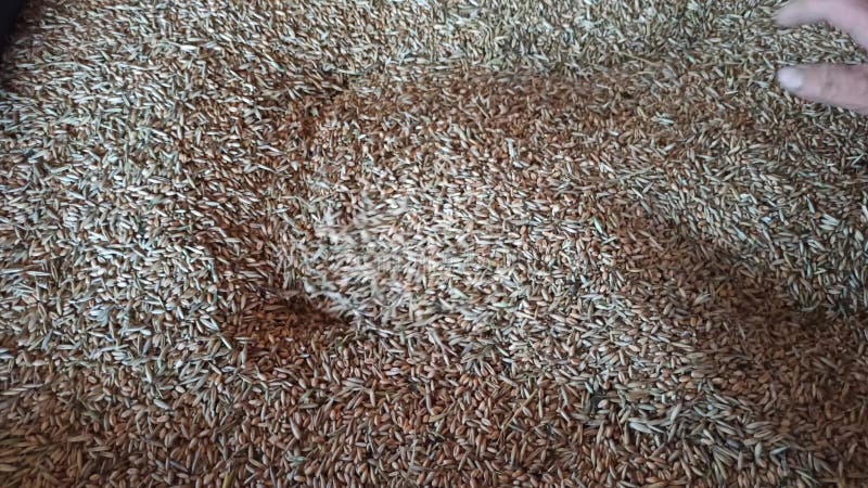 Processing Wheat for Flour. Wheat Grains Disappear into the Funnel of ...