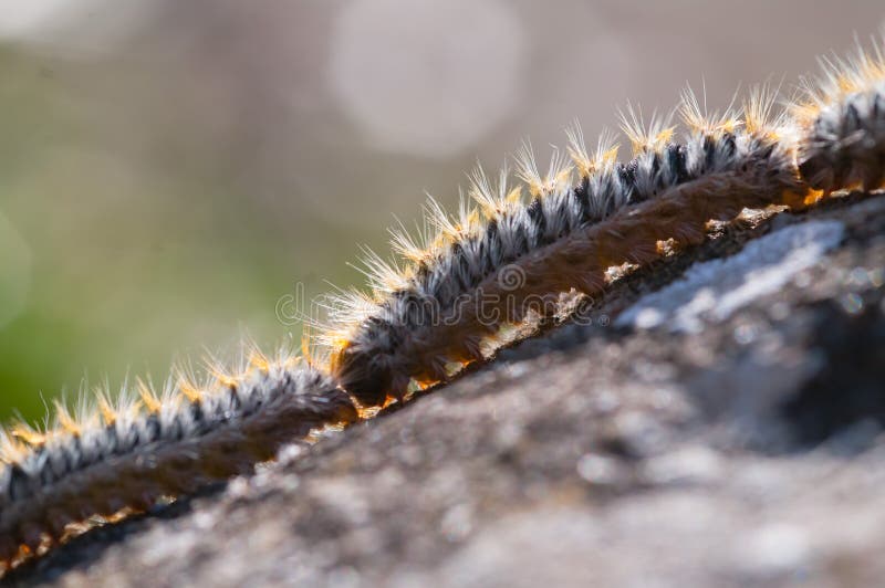 Processional Caterpillars Following the Line Stock Image - Image of ...
