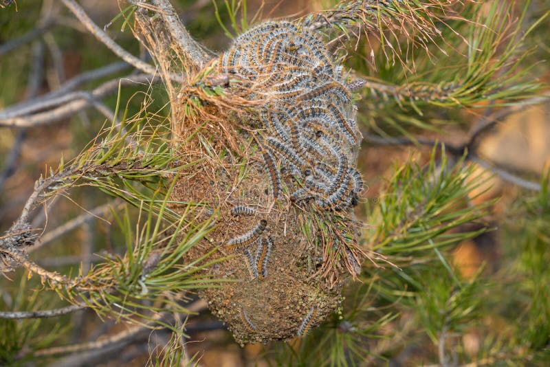 Processionaria Del Pino Della Quercia Immagine Stock - Immagine di ...