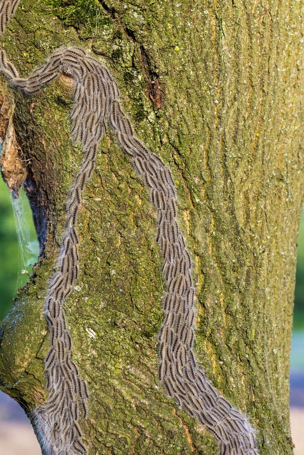 Processionaria Del Pino Della Quercia Immagine Stock - Immagine di ...