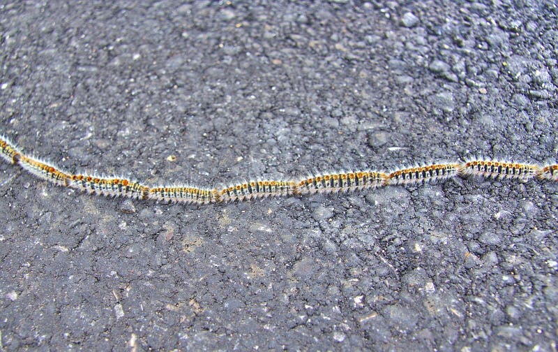 Lepidottero Di Processionaria Della Quercia - Trattori a Cingoli Di ...