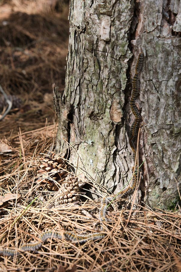 Processionary Caterpillars Crawling Down a Tree Trunk Stock Image ...