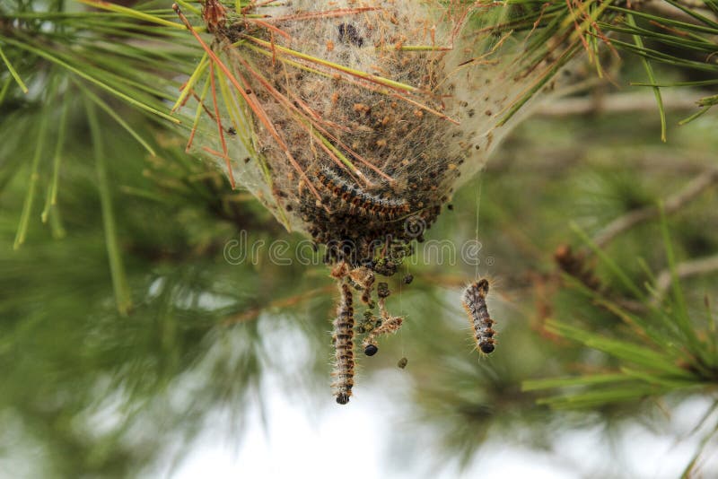 Processionary Worms on Nest on a Pine Tree Stock Photo - Image of ...