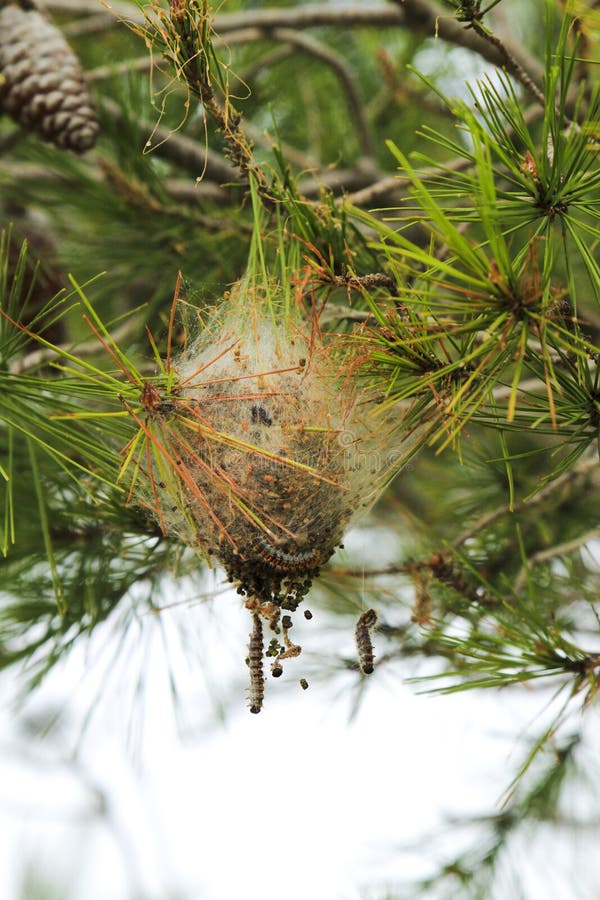 Processionary Worms on Nest on a Pine Tree Stock Photo - Image of ...