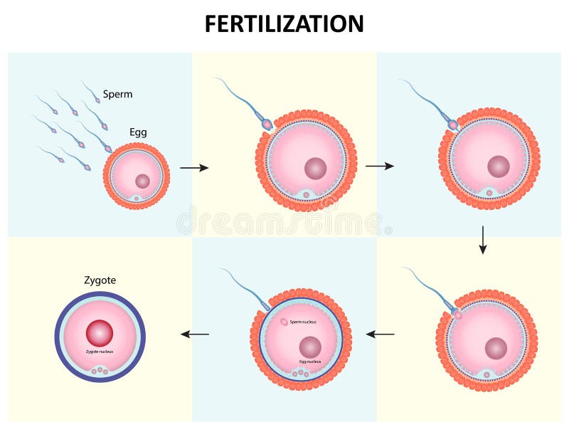 Fecundação Humana Inseminação Da Pilha De ôvulo Humano Pela Pilha De
