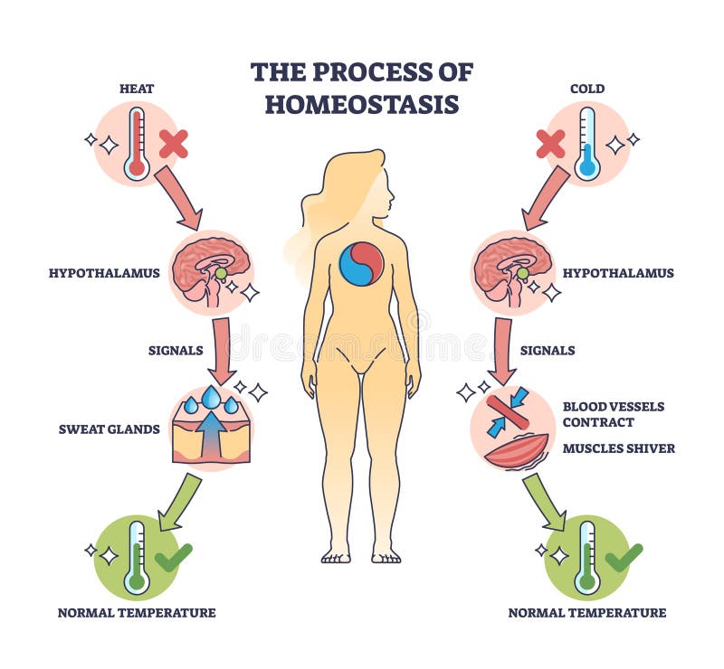 Processo De Homeostase Como Diagrama Esquemático Da Regulação Da ... Processo De Homeostase Como Diagrama Esquemático Da Regulação Da ...