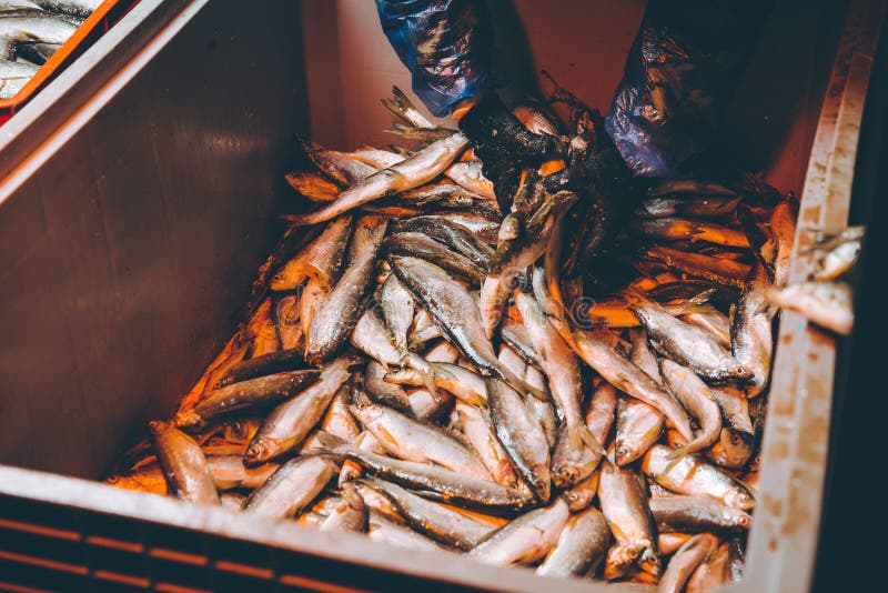Processus D'usine De Traitement Du Poisson Image stock - Image du pêche ...