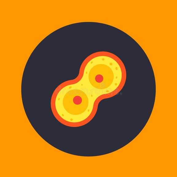 Processus De Division Cellulaire, Icône De Mitose Illustration de Vecteur - Illustration du ...