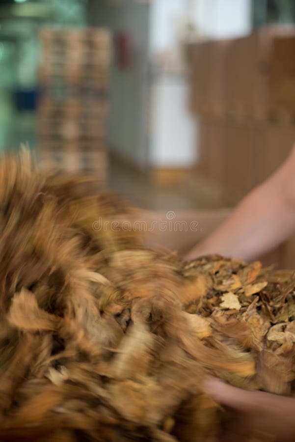 Processus De Fabrication De Cigarette Image stock - Image du tabac ...
