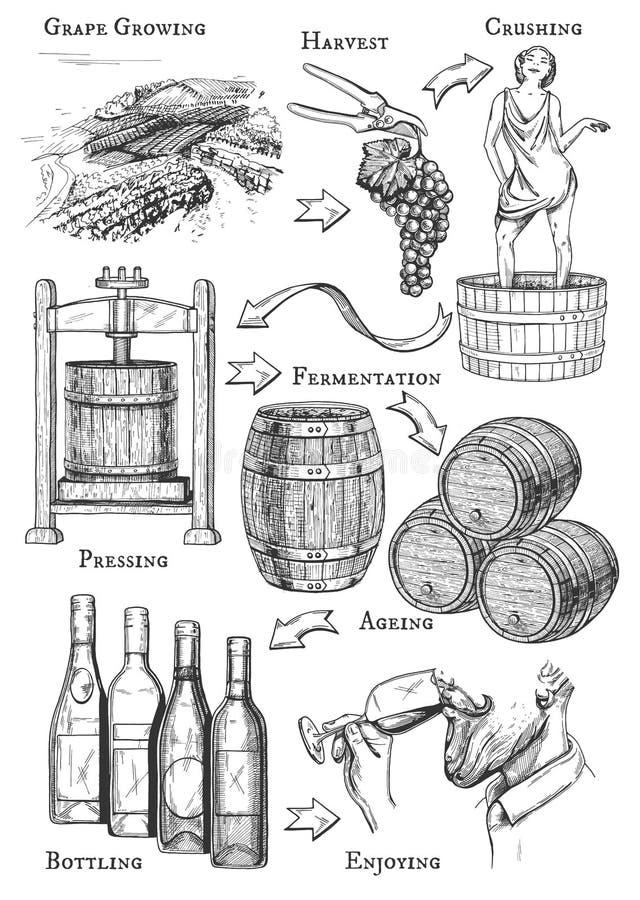 Processus de vinification illustration de vecteur. Illustration du vieillissement - 118236079