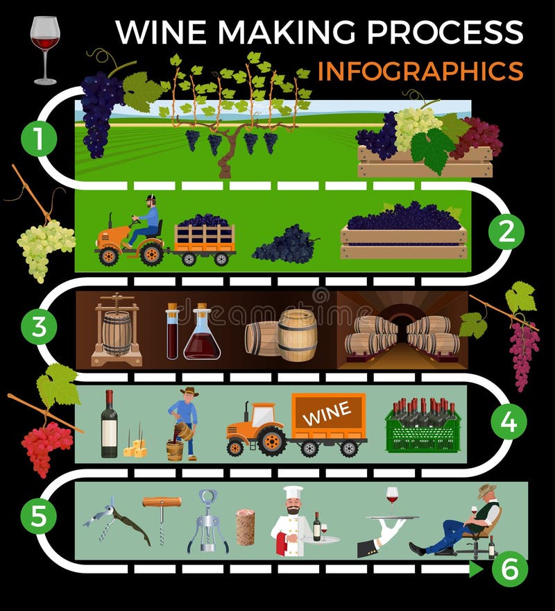 Illustration Infographic De Vecteur De Processus Ou De Vinification De ...
