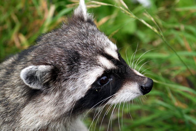 Procione fotografia stock. Immagine di animale, riflessione - 308018