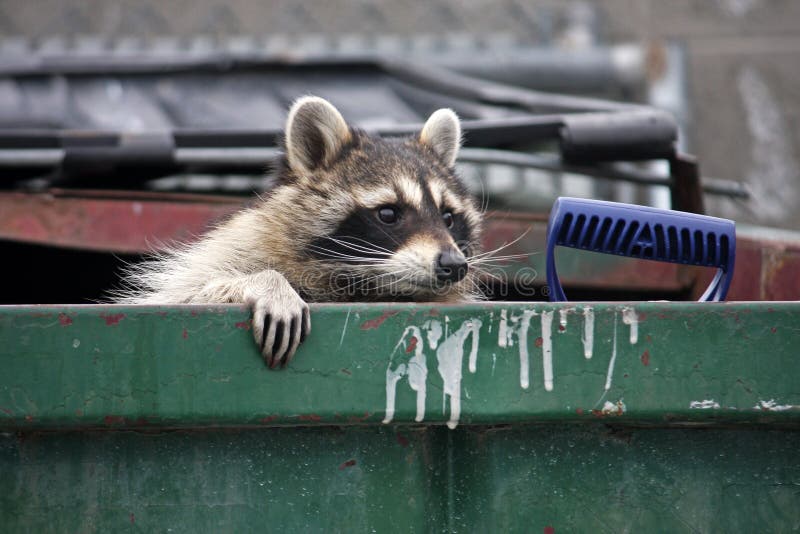 Procione fotografia stock. Immagine di mammifero, dumpster - 31475538