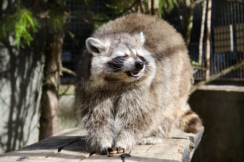 Procione fotografia stock. Immagine di americano, procione - 34686370