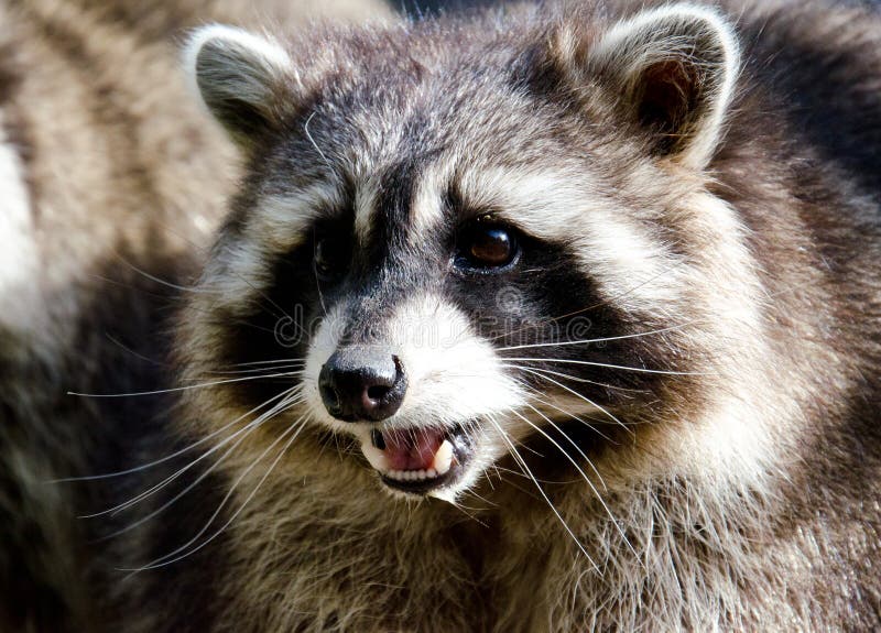 Procione fotografia stock. Immagine di americano, procione - 34686370