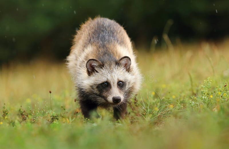 Cane procione grasso fotografia stock. Immagine di mammifero - 82114570